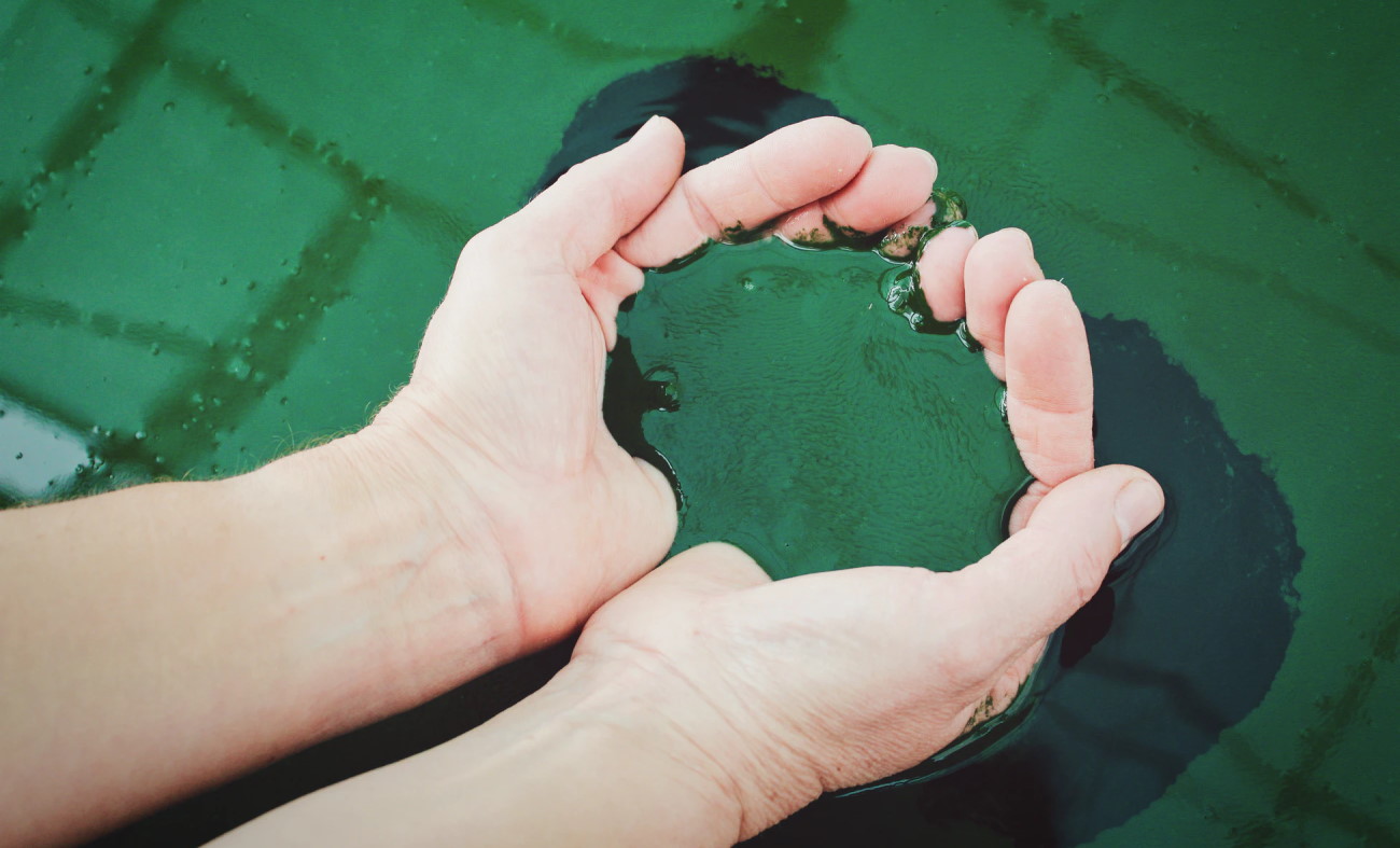 Spiruline : des bienfaits inestimables pour notre santé Spiruline : des bienfaits inestimables pour notre santé